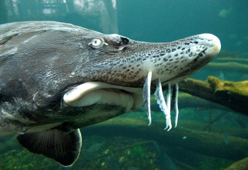 VIDEO | Morska grdosija zaintrigirala društvene mreže / Bljesak.info ...